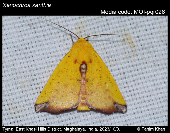 Xenochroa xanthia | Moths